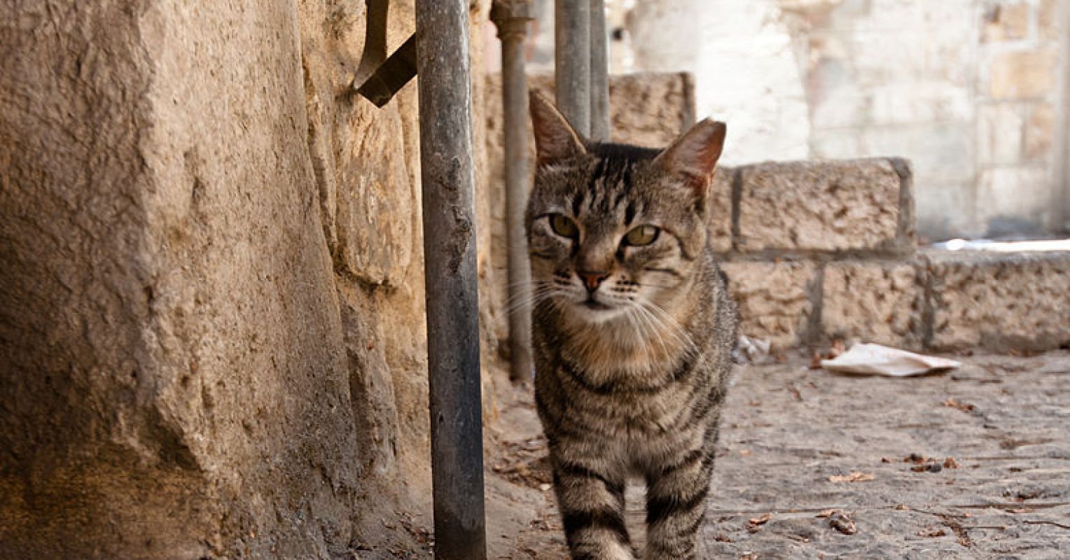 The Death of a Cat | Psychology Today