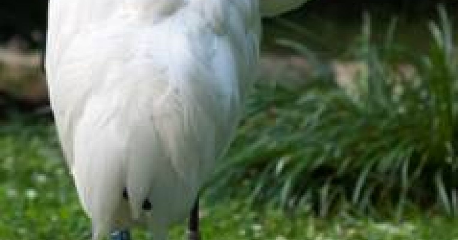 It Takes a Wise Bird to Show the Way | Psychology Today