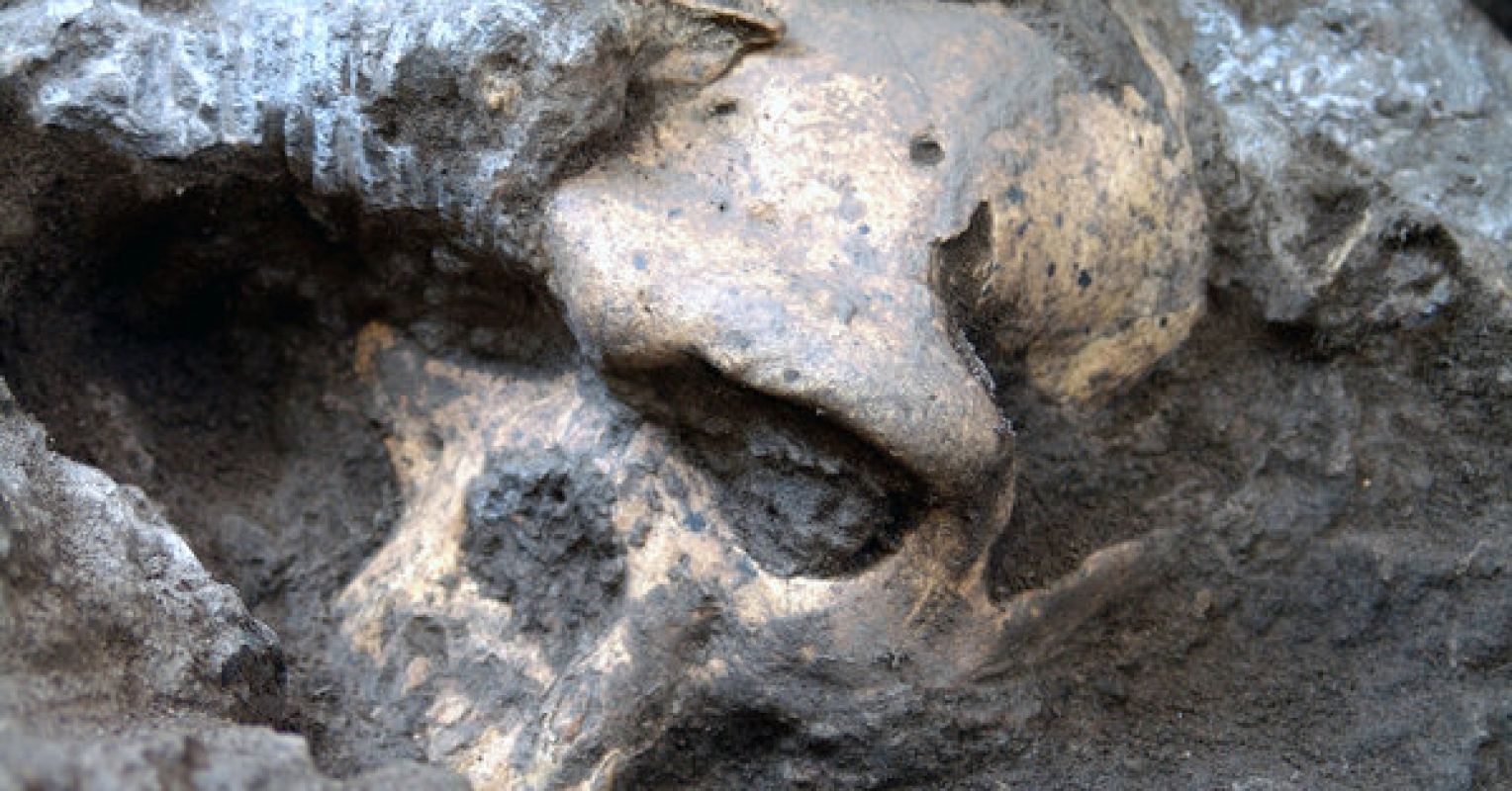 What’s the Hype about the New Dmanisi Fossil all about? | Psychology Today