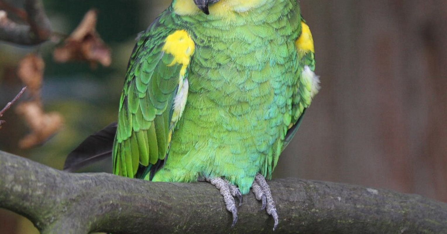 Where the Wild Things Are and Where They Belong | Psychology Today