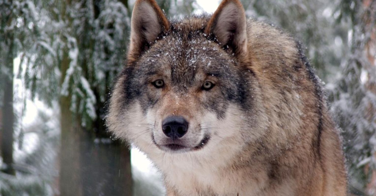 The Primal Scene: 100 Years of FOMO | Psychology Today