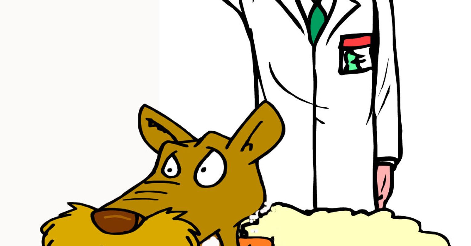 A National Census of Mixed Breed Dogs | Psychology Today South Africa