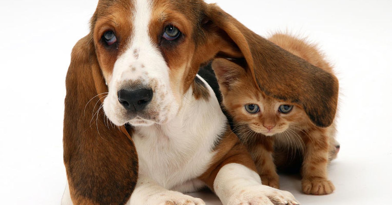 Why Are Dogs Over Cats