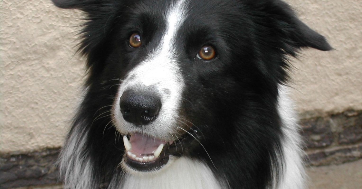 How Does a Dog's Attention Vary Over Its Lifetime? | Psychology Today