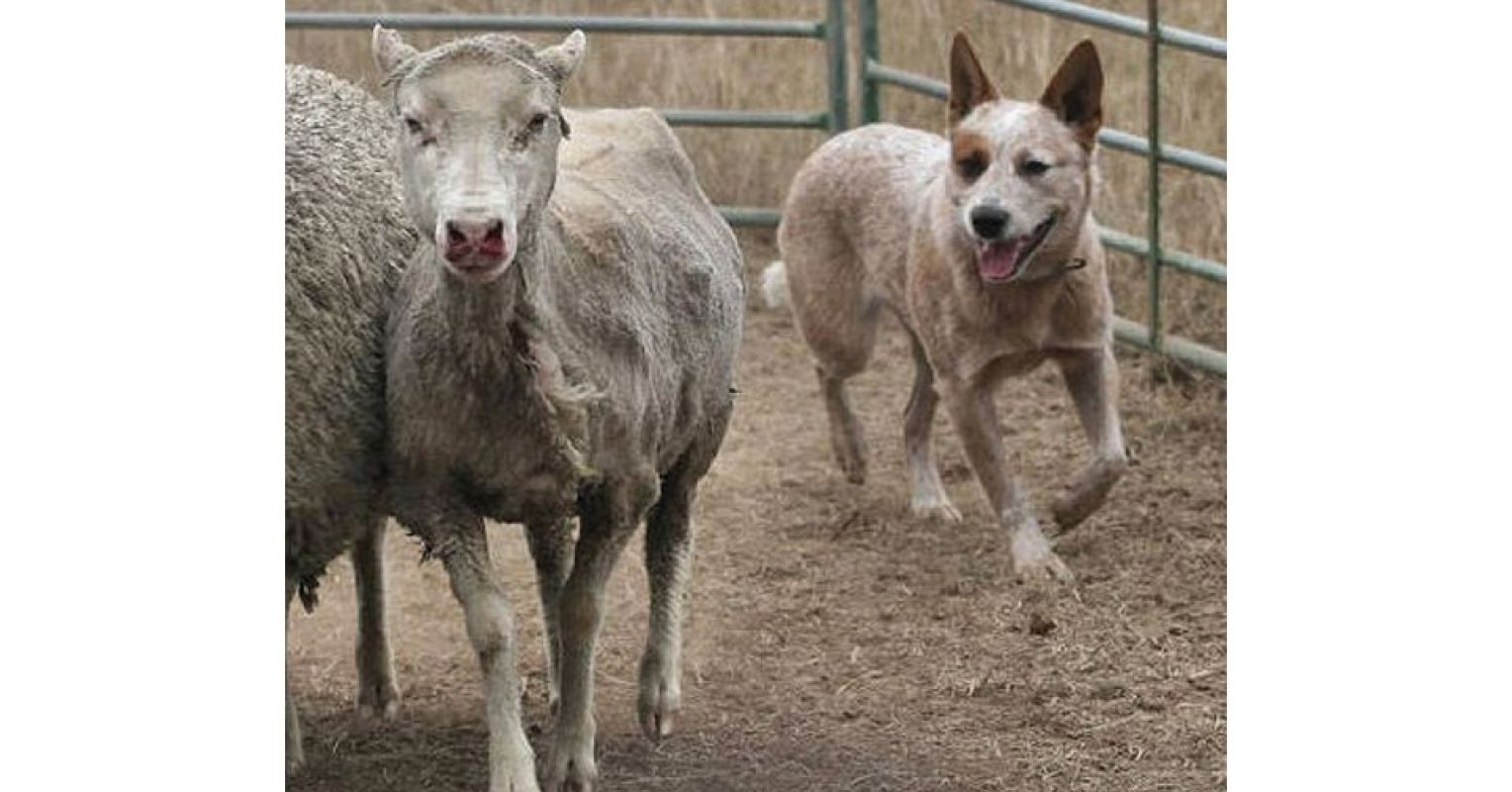 How to Create a Successful Working Dog | Psychology Today