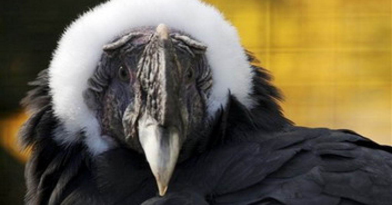 World's Oldest Condor Dies--In A Cage | Psychology Today