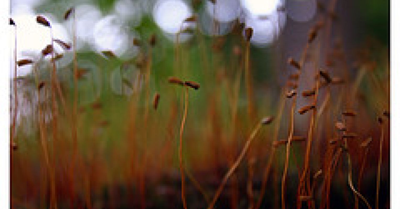 Autism, Ability, and Adaptation: Asking The Right Questions ...