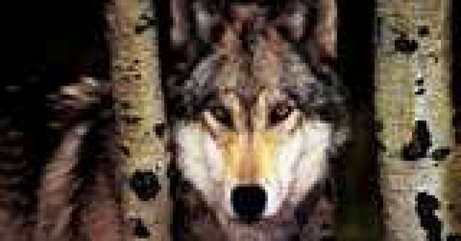 Wolf slaughter continues: Yes, some people think killing wolves is just ...