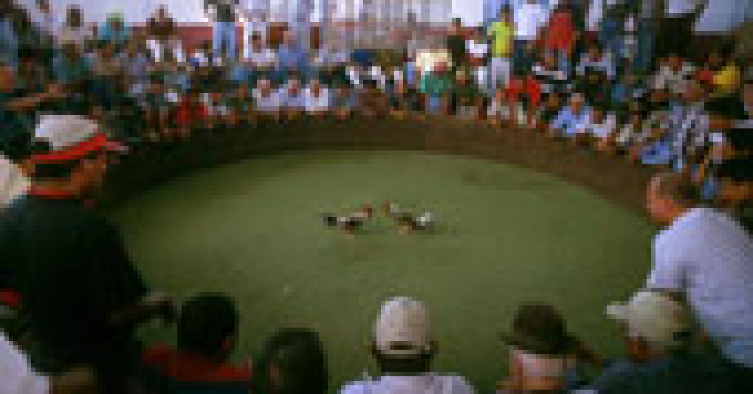 Cockfighting can be dangerous to humans: Man killed by knife-wielding ...