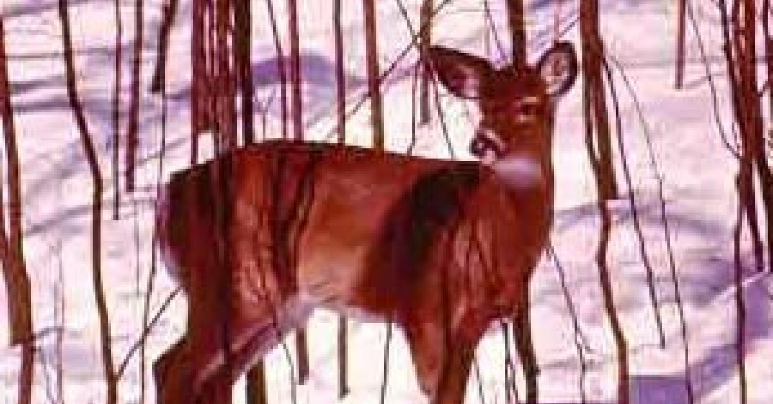 Heartless Hunting: Maiming Then Killing Deer With No Remorse ...