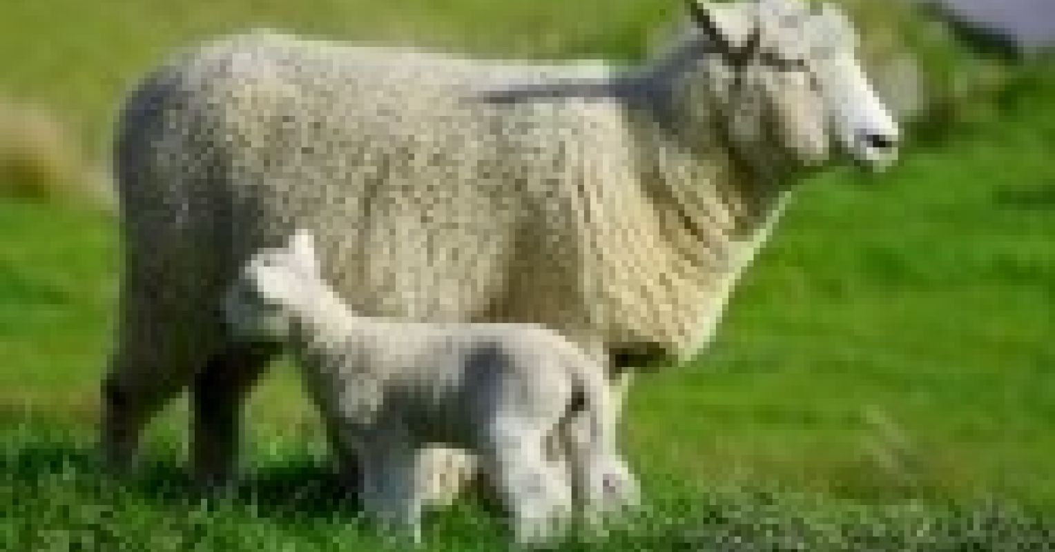 Army To Investigate Unforgivable Sheep Beating At Last | Psychology Today
