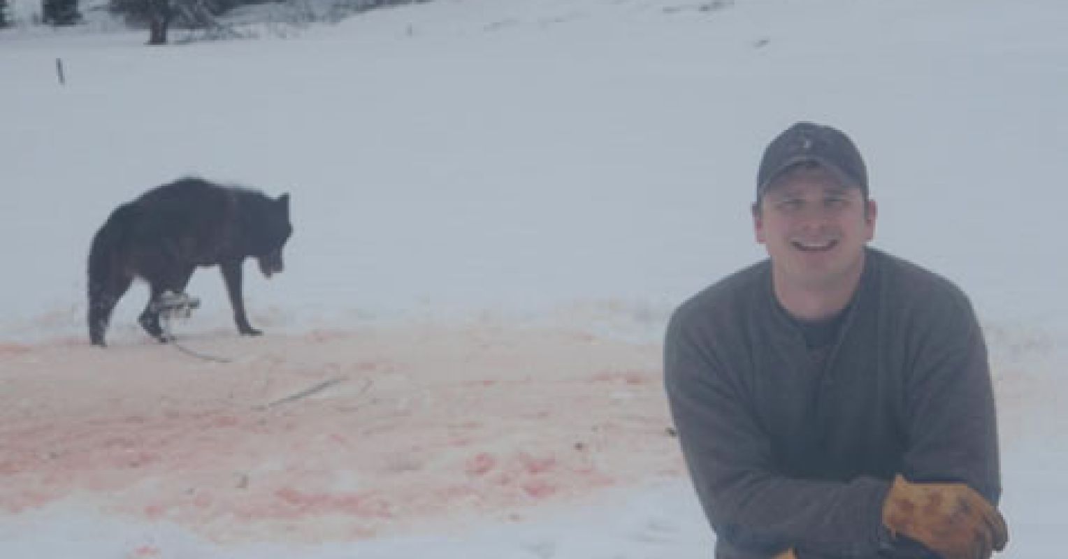 Trapped Wolf Used for Target Practice | Psychology Today