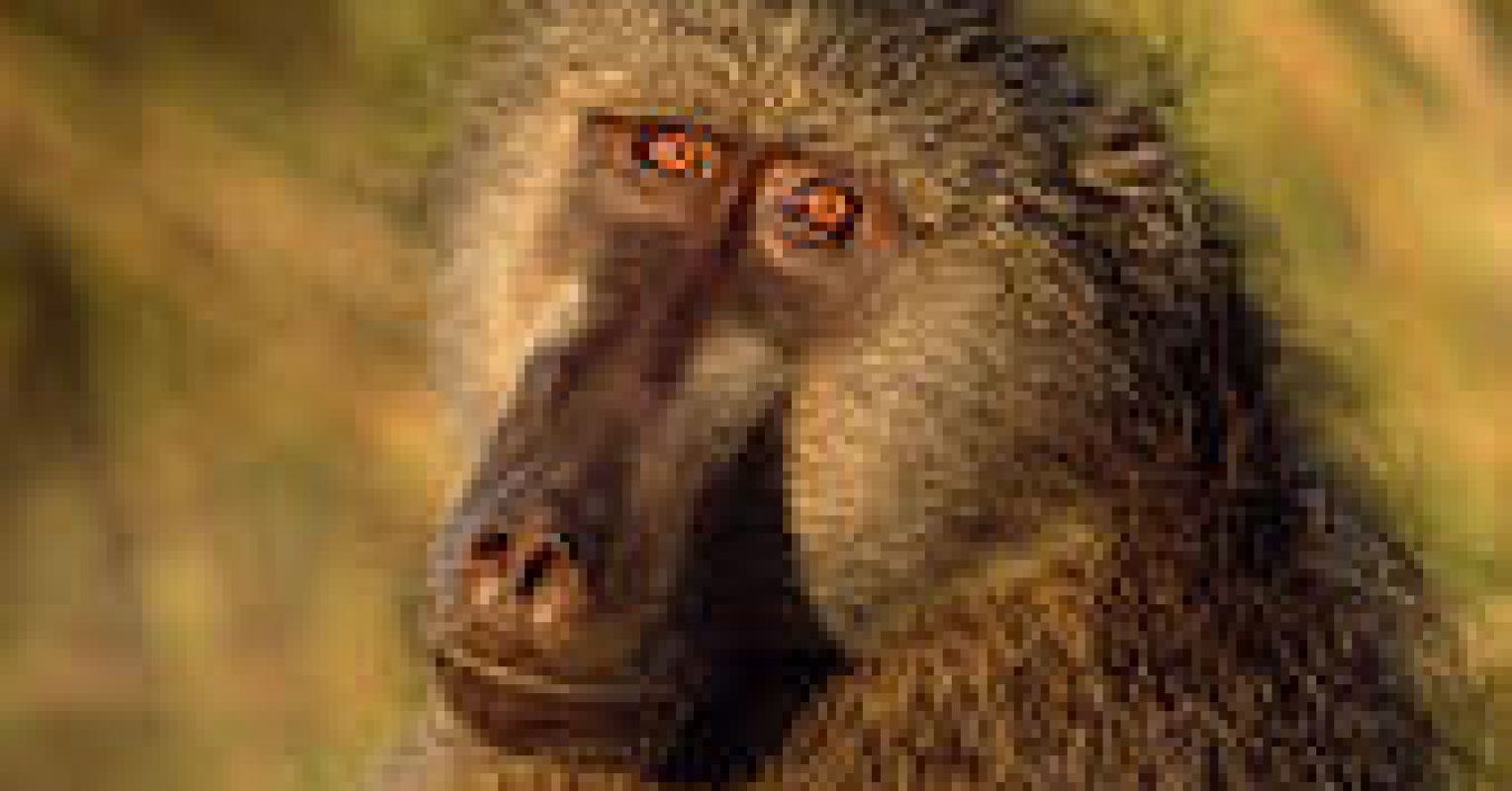 Baboons Distinguish Real Words From Nonsense Words | Psychology Today