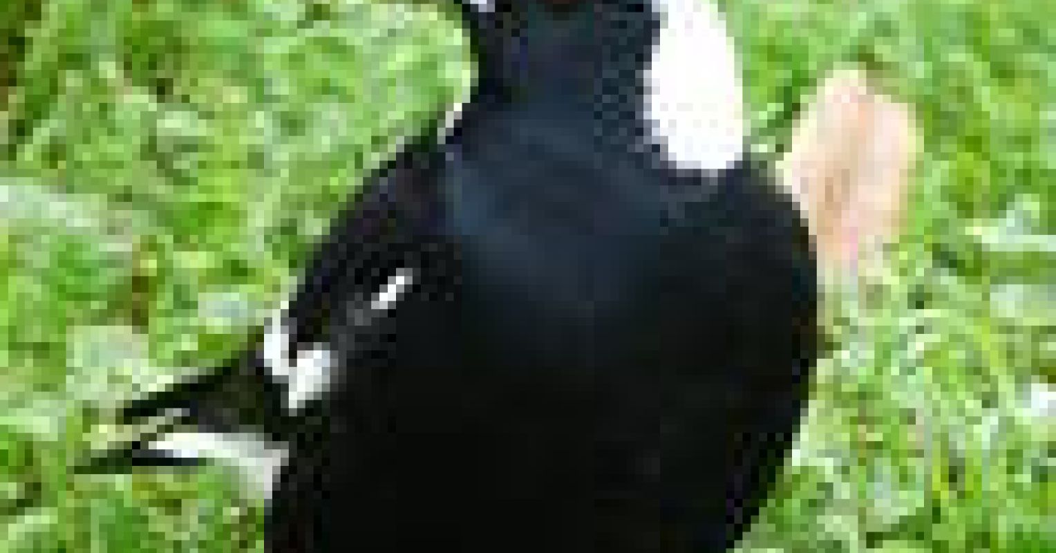 Animal Consciousness and Science Matter | Psychology Today