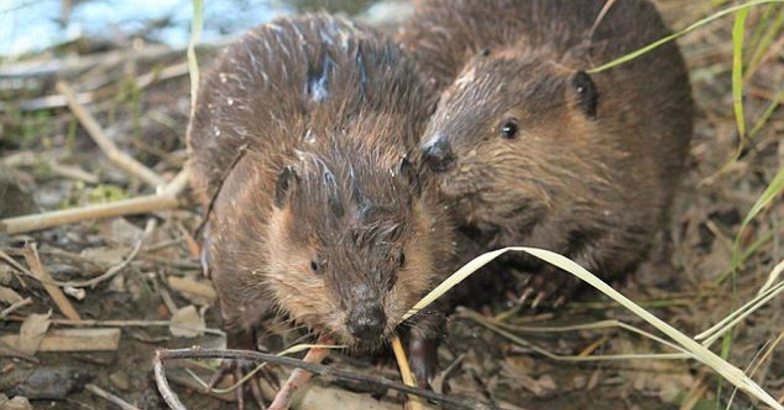 A Devoted Single Beaver Father Does It All | Psychology Today South Africa