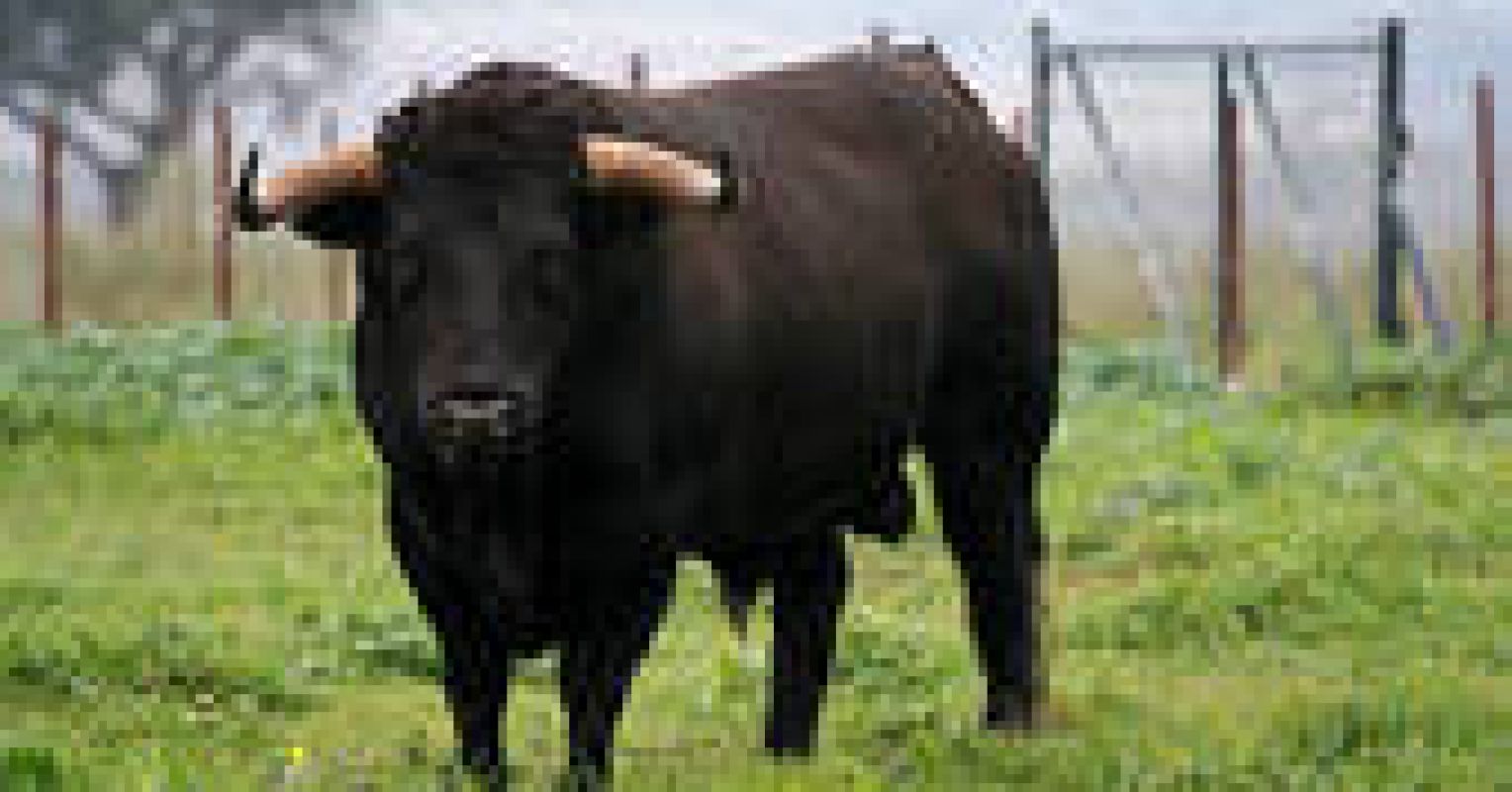 Bull___t! Having "Fun" Taunting a Bull In the Azores | Psychology Today