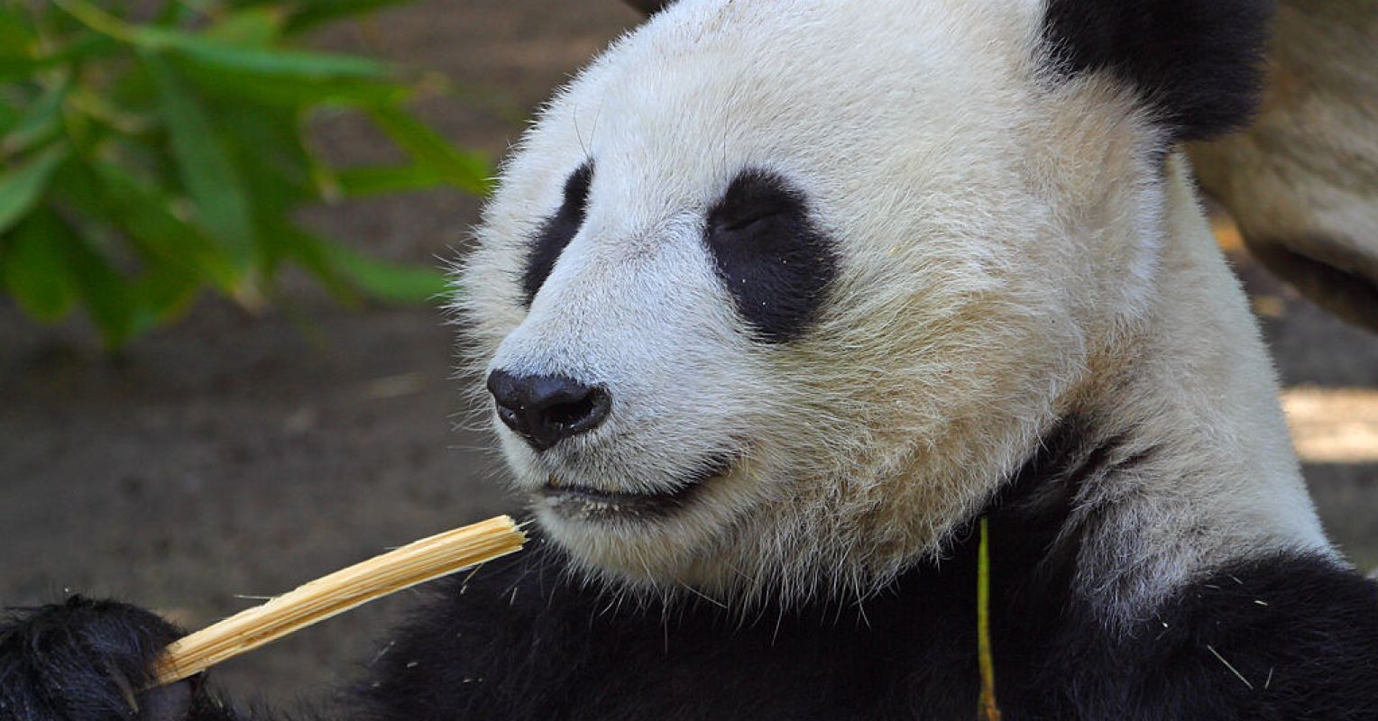 Pandas: Do We Really Need Another Cute "Ambassador"? | Psychology Today ...