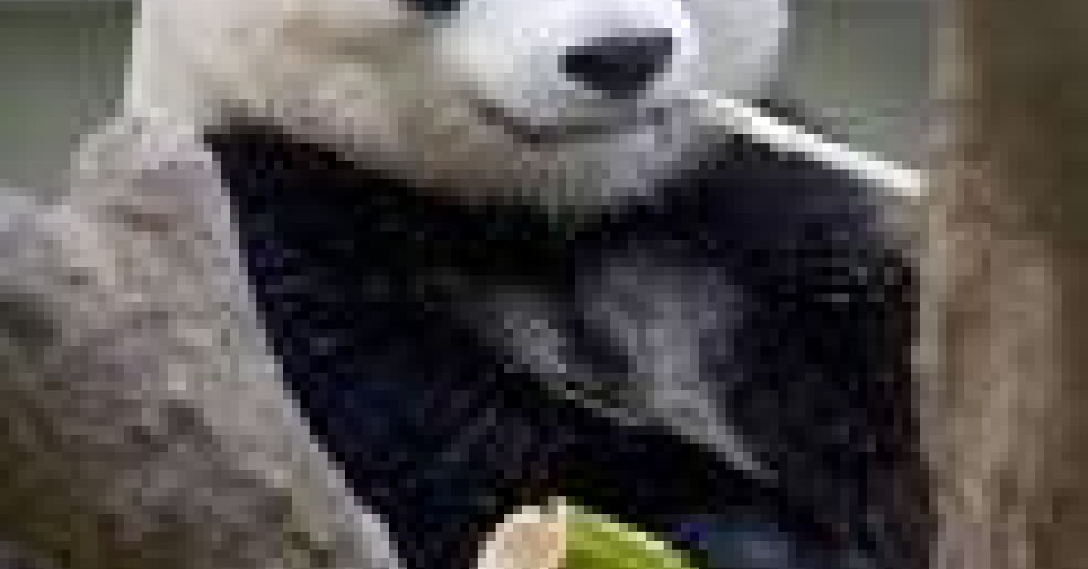 Baby Panda Dies at National Zoo, Mother Grieves | Psychology Today