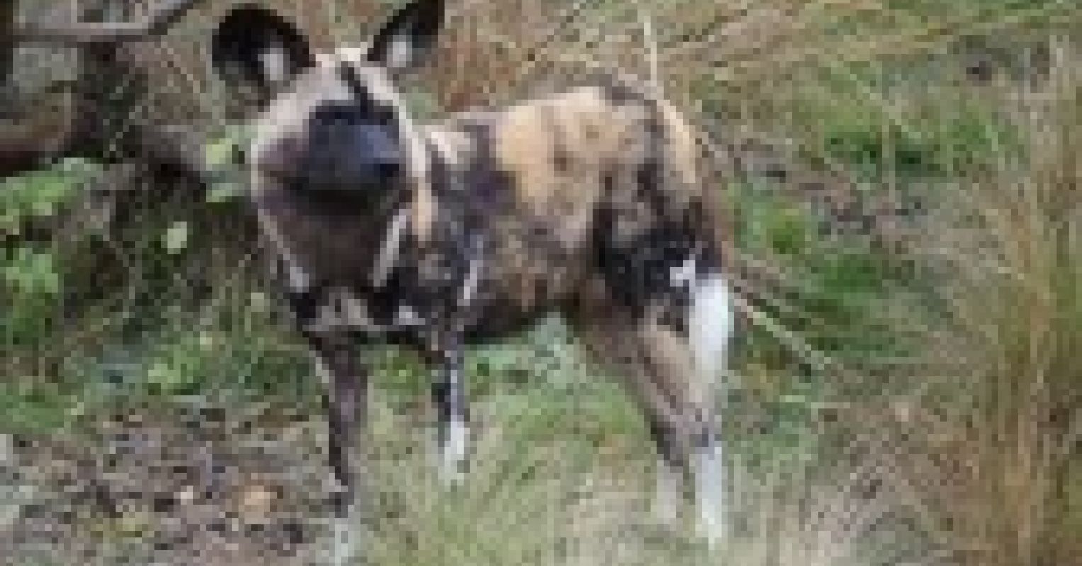 domestic dogs gone wild