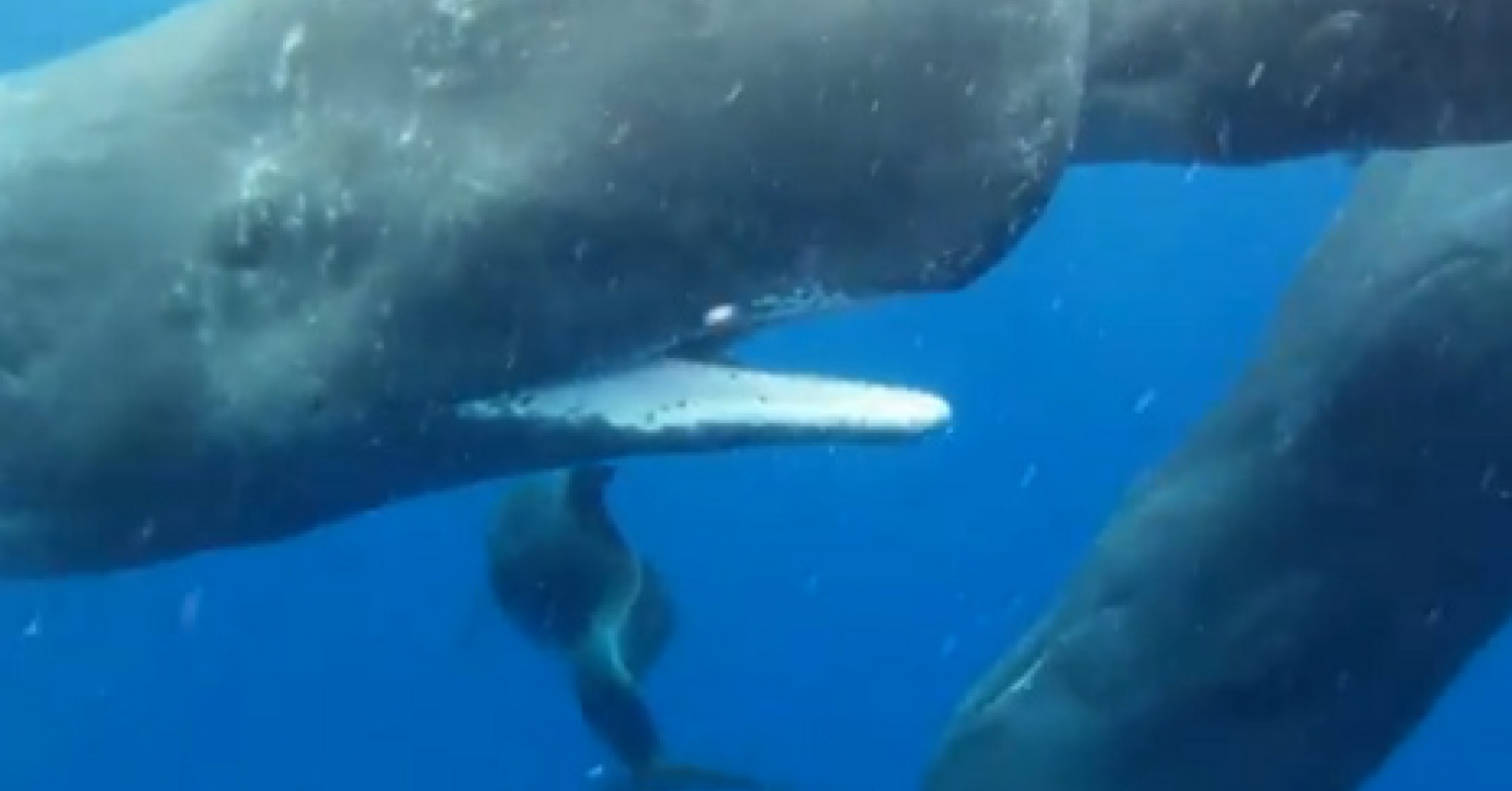 Sperm Whales Surprisingly Adopt Deformed Bottlenose Dolphin ...