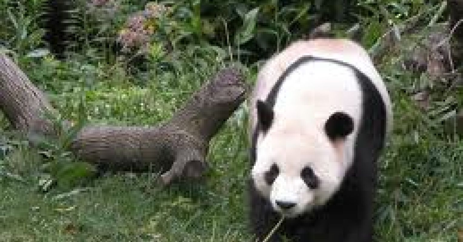 Are Fluffy Pandas Worth Saving or Should We Let Them Go? | Psychology Today