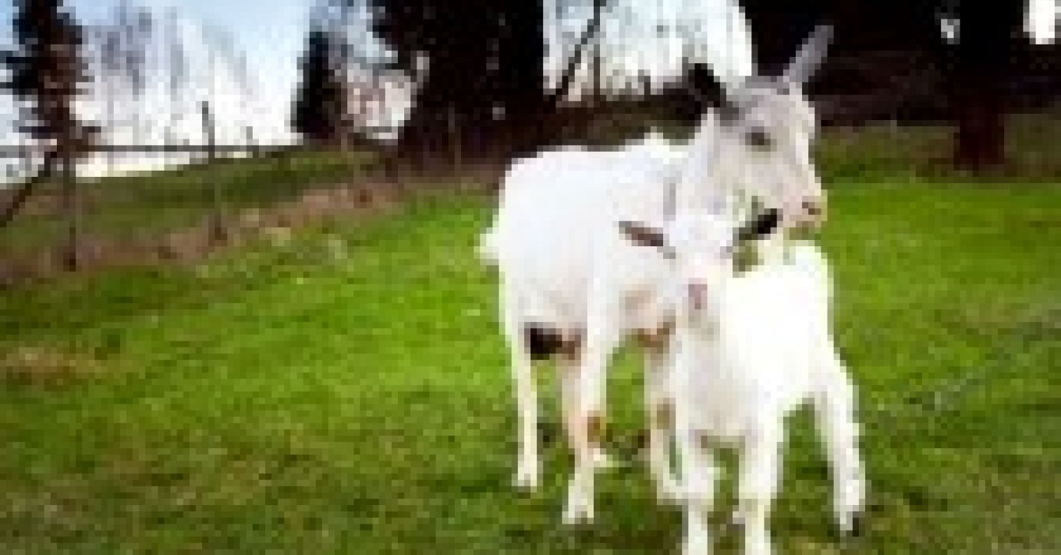 Torturing and Killing Goats Military Style Isn't Necessary | Psychology ...