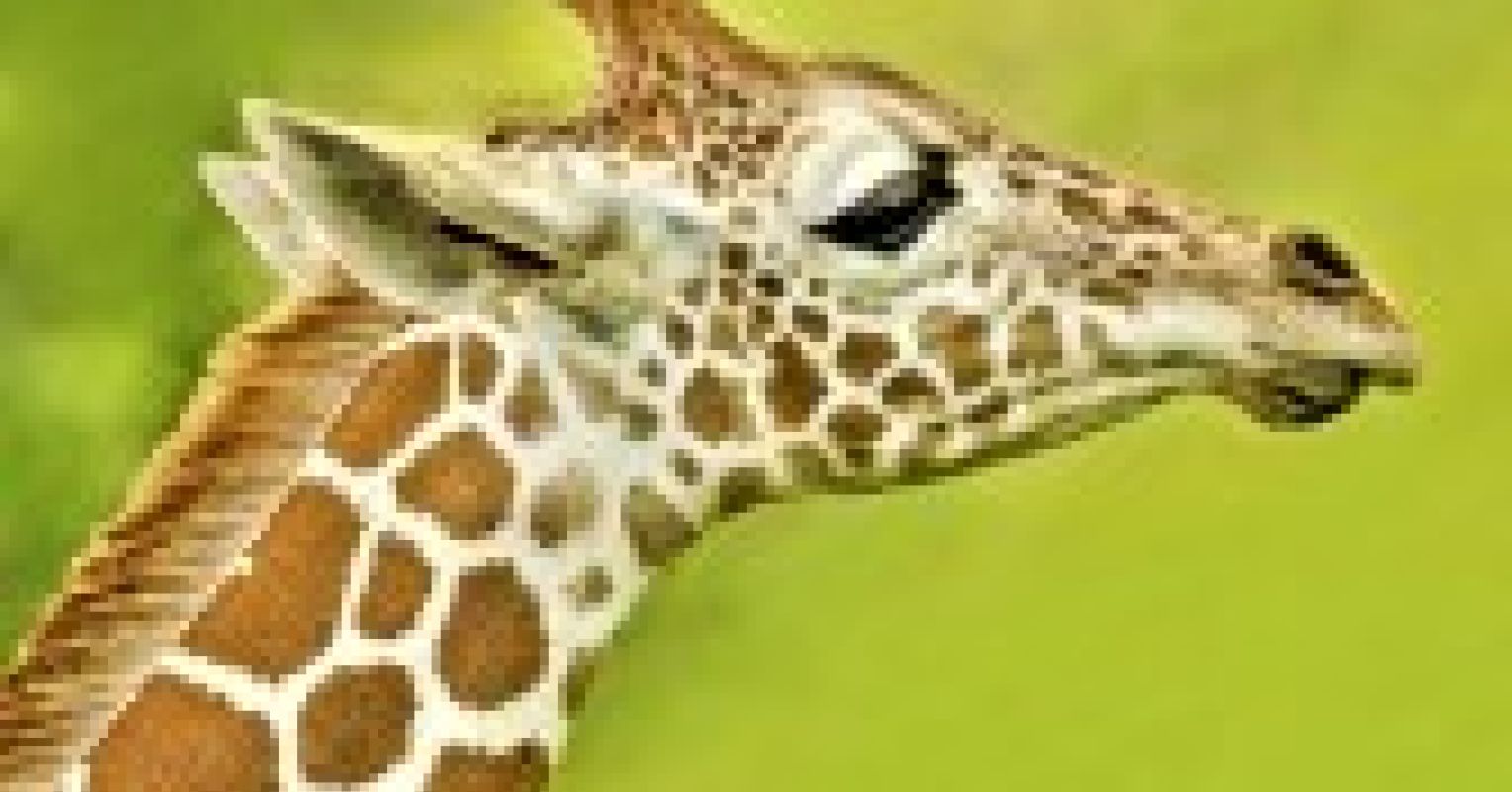 Ignoring Nature No More: Compassionate Conservation at Work ...