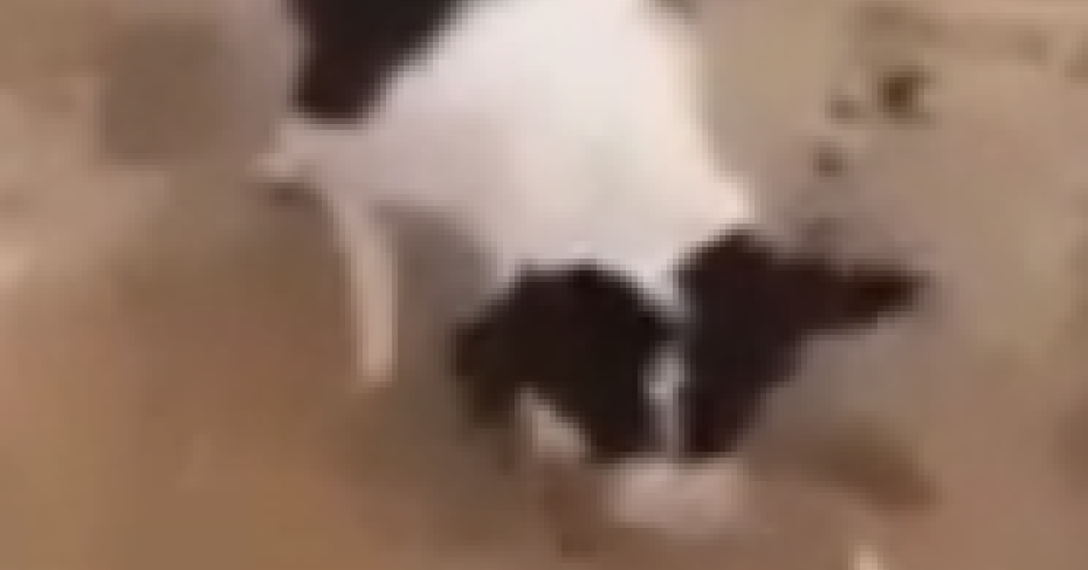 A Dog Funeral: Adult Dog Ritually Buries a Dead Puppy | Psychology Today