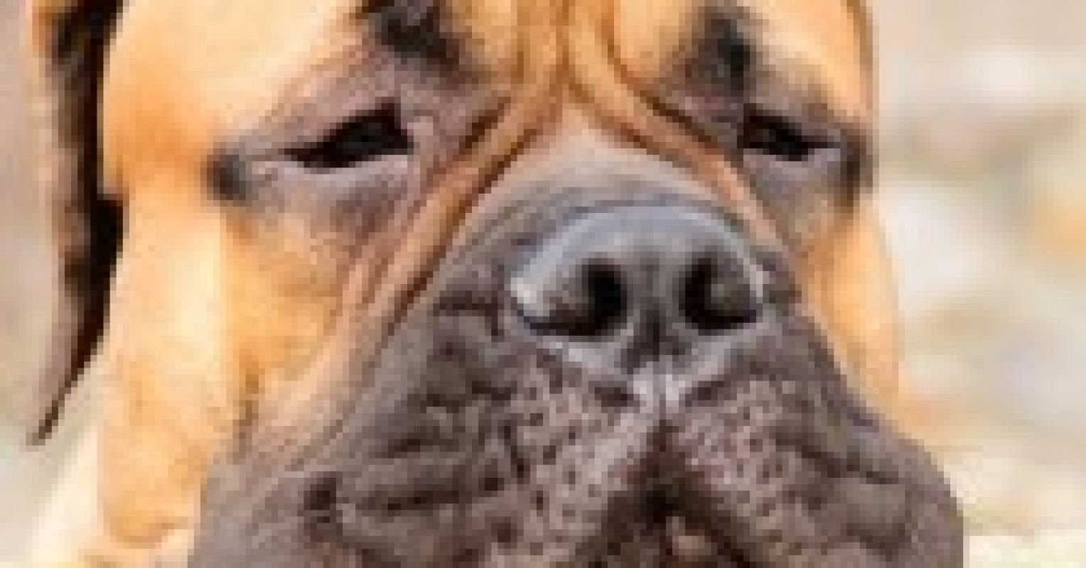 Dogs Eye-Flash Friends and Bears Bring Joy and Rewild Us | Psychology Today