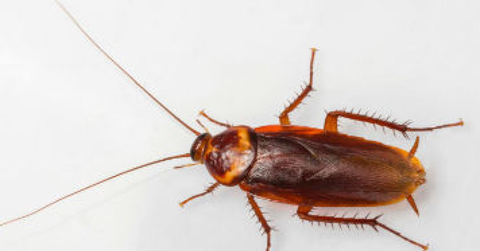 "RoboRoach" is Bad News in So Many Ways | Psychology Today