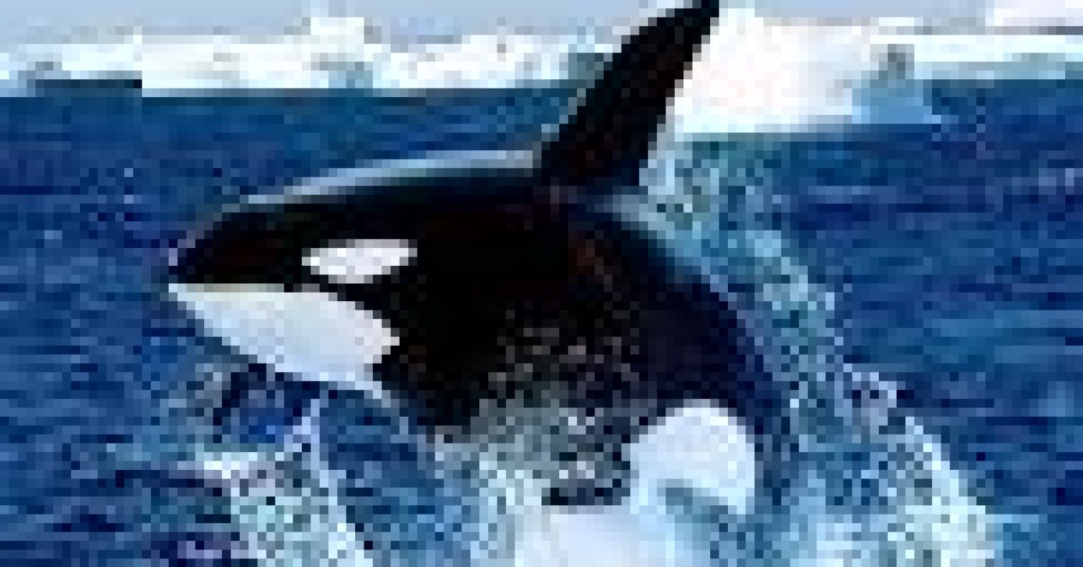 Disabled Whale Missing Two Fins Cared for by Family | Psychology Today