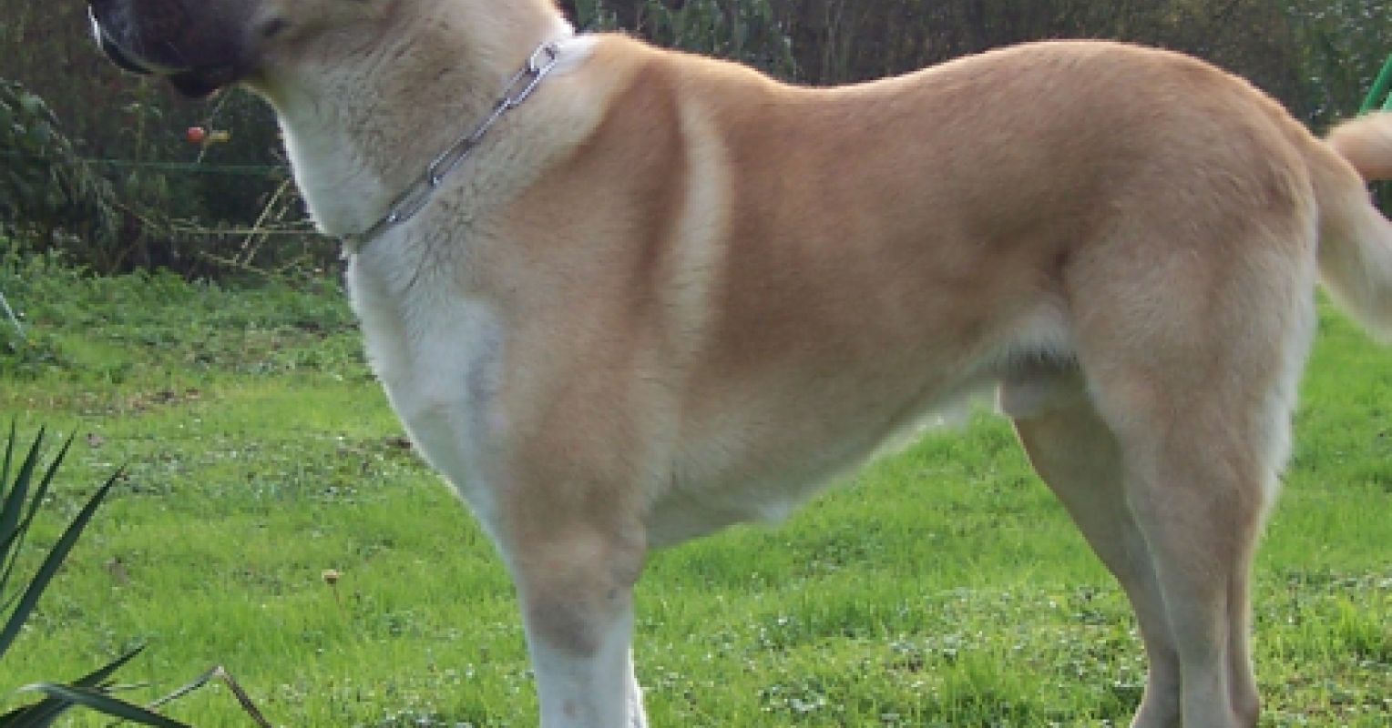 Dogs Protect Cheetahs and Acidic Water Makes Fish Anxious | Psychology ...