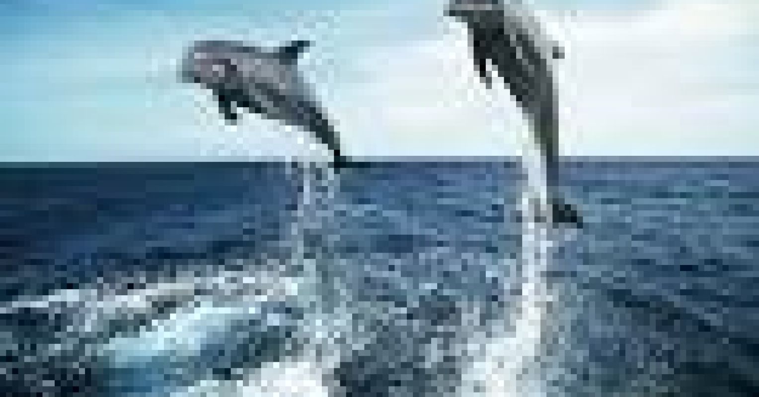 Animal Minds: Some Big Questions Motivated by Dolphins | Psychology Today