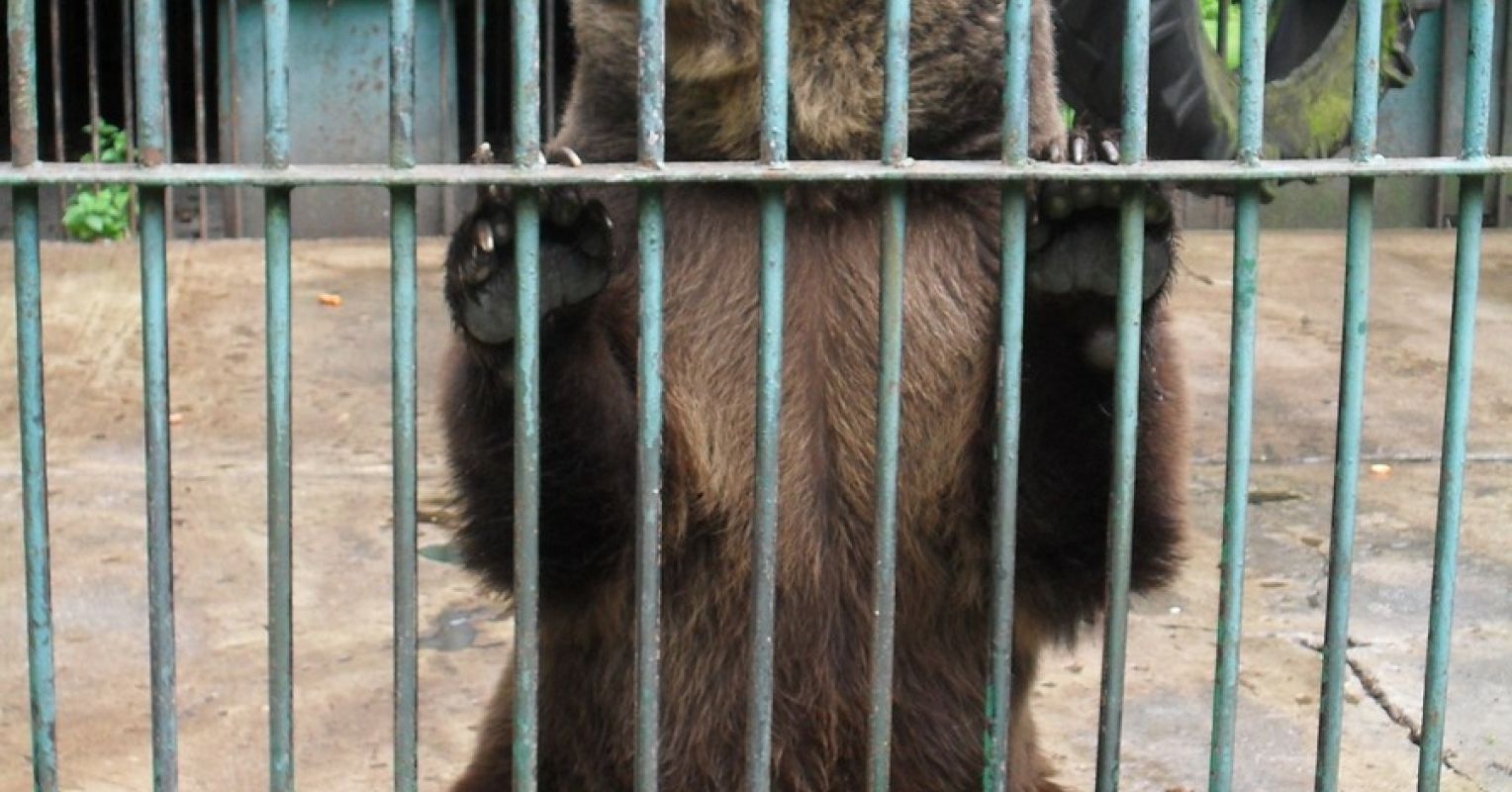 Role Of Zoos To Conserve Biodiversity at Lois Horning blog