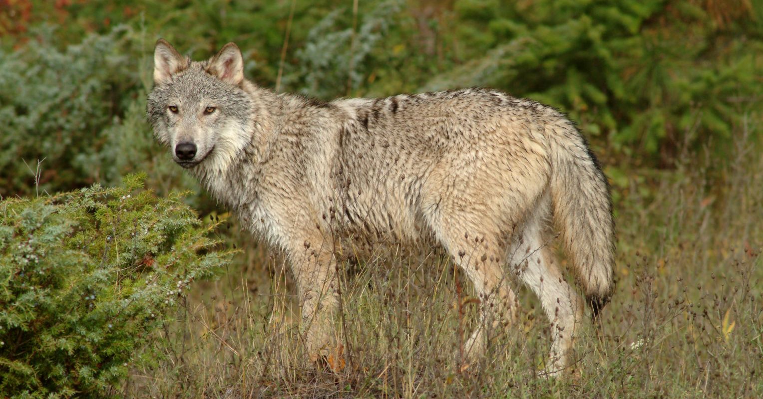 Wolves Have Razor Sharp Teeth and Hear Your Beating Heart | Psychology ...