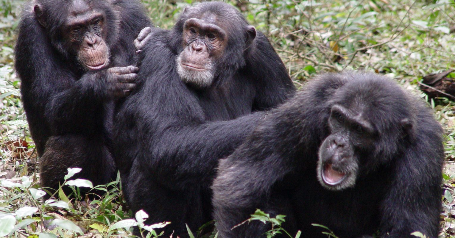 What Do We Really Know About Lethal Violence in Chimps? | Psychology Today