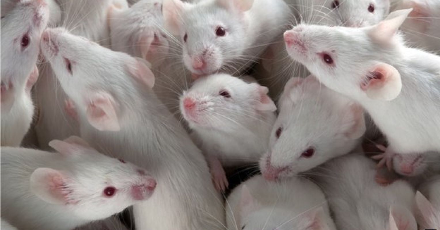 Rats vs. Mice in Research: Were We "More Humane" Years Ago ...