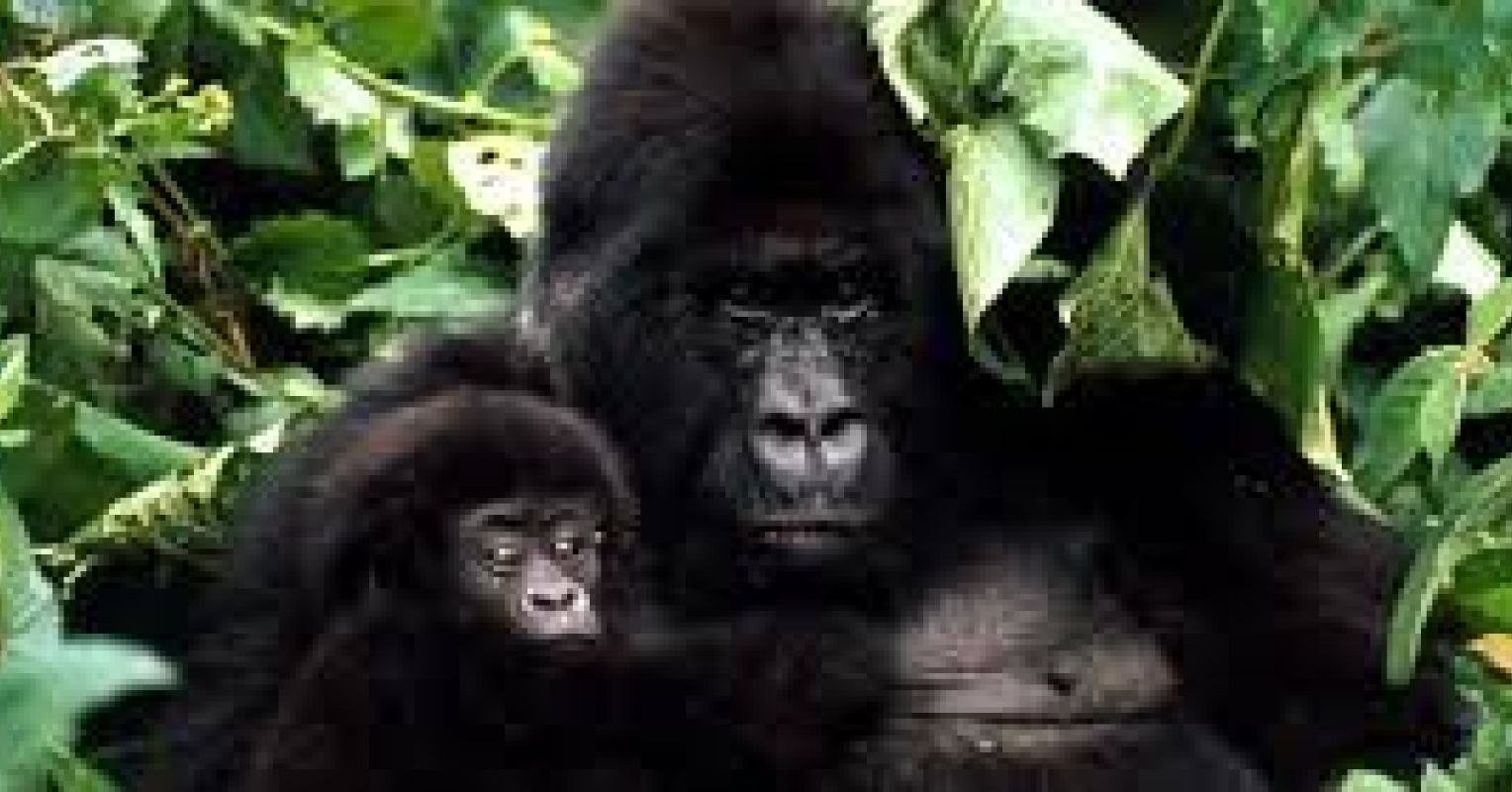 Animals in the Media: Guidelines for Accurate Representation ...