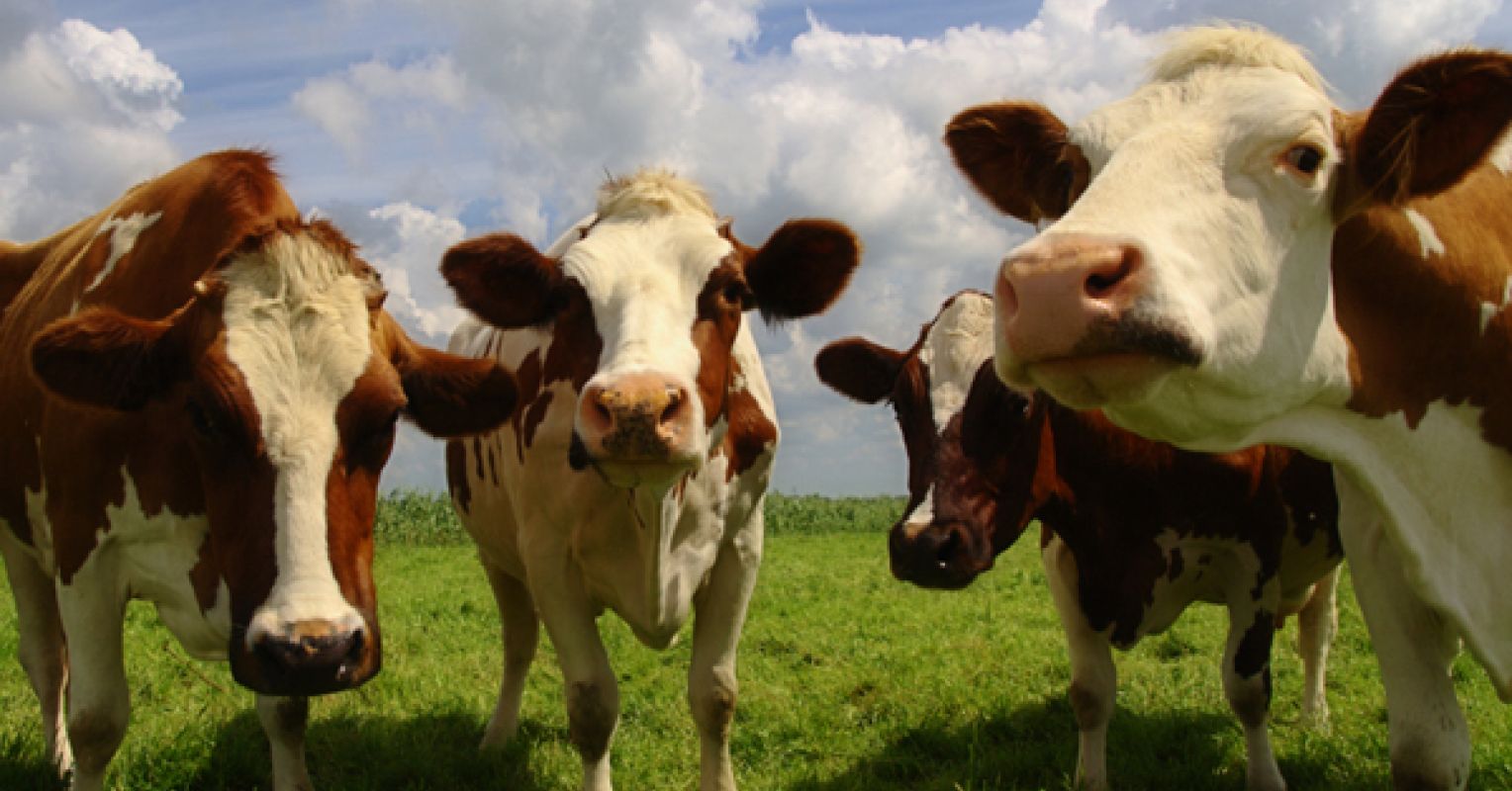 The Emotional Lives of Cows: Ears Tell Us They're Feeling OK ...