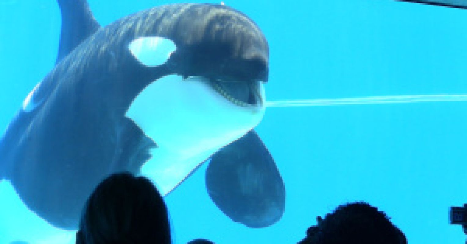 SeaWorld Exposed: Behavioral Profiles of Captive Orcas | Psychology Today