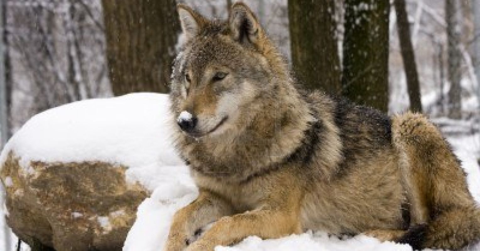 Killing 890 Wolves to Learn About Them: Something's Wrong | Psychology ...