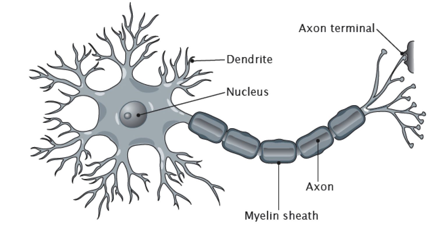 The Brain in a Bucket | Psychology Today