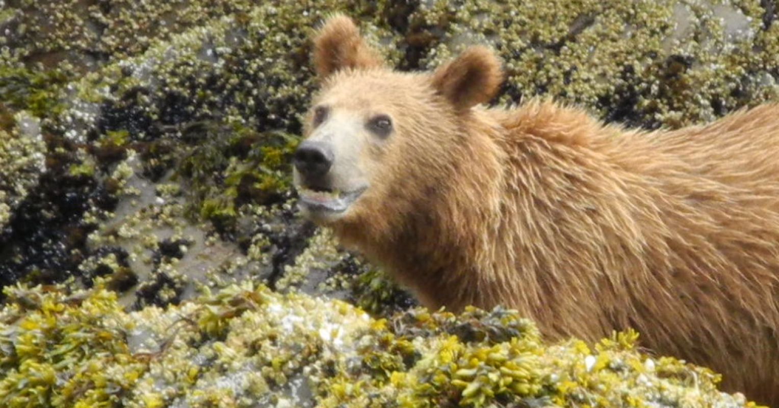 Bears, Fear, and Risk Management | Psychology Today Canada