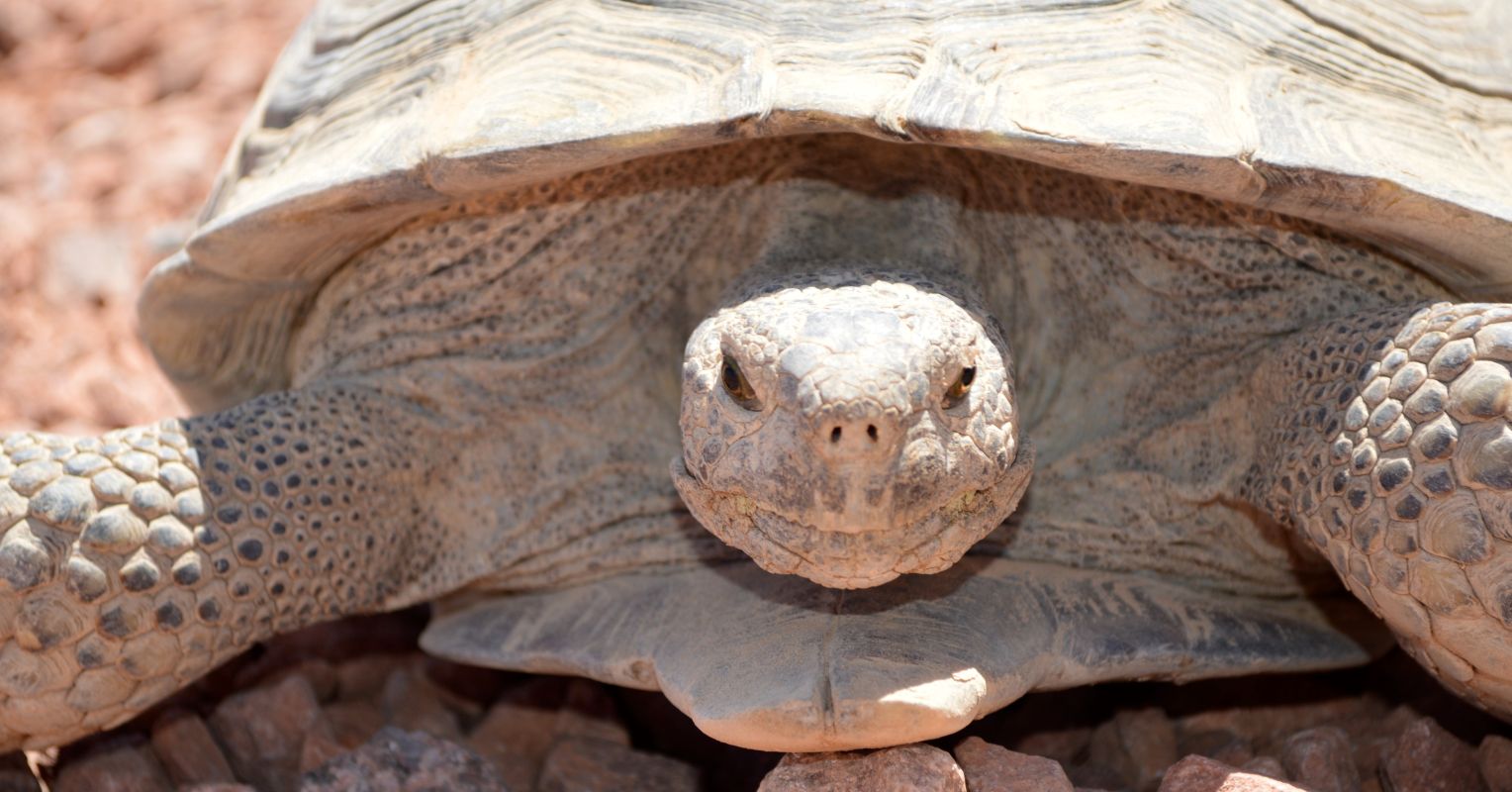 Lessons from the Tortoise People | Psychology Today
