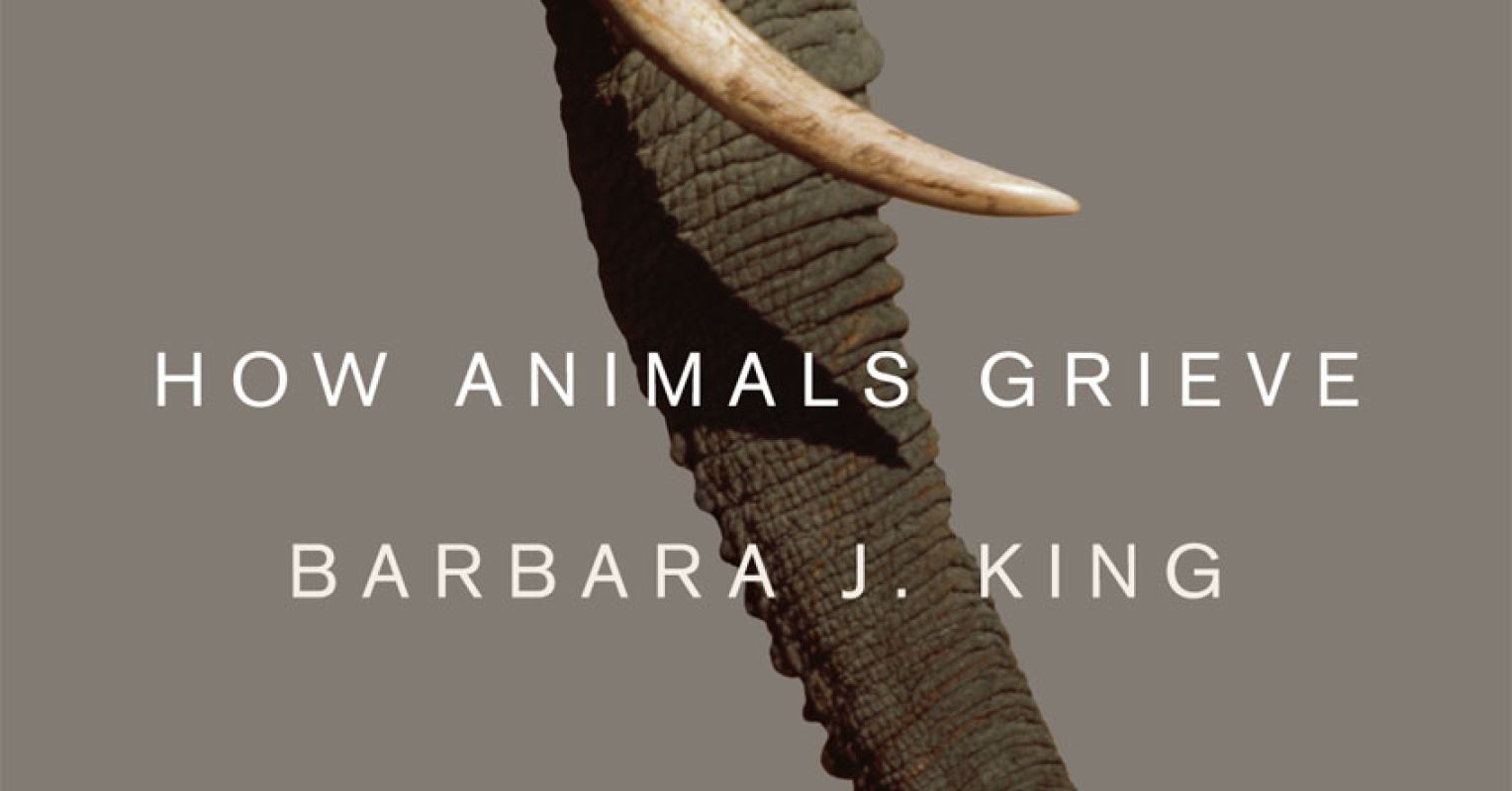 Grief is the Flip Side of Love: How Animals Grieve | Psychology Today ...