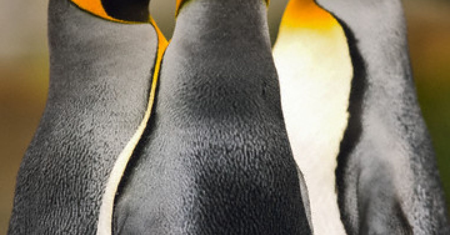 The New Monogamy | Psychology Today