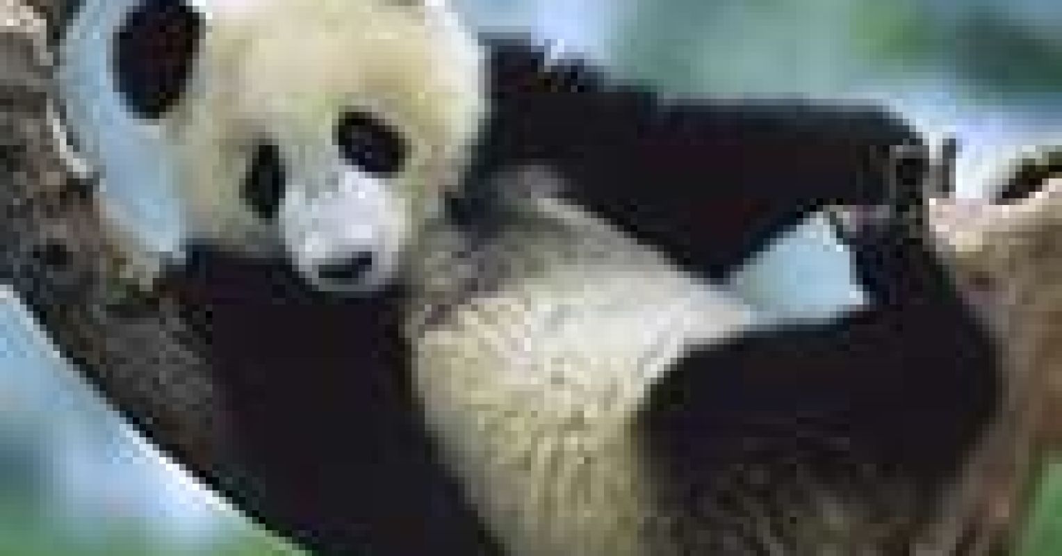 EVIL PANDAS: A Scourge on the Brain | Psychology Today