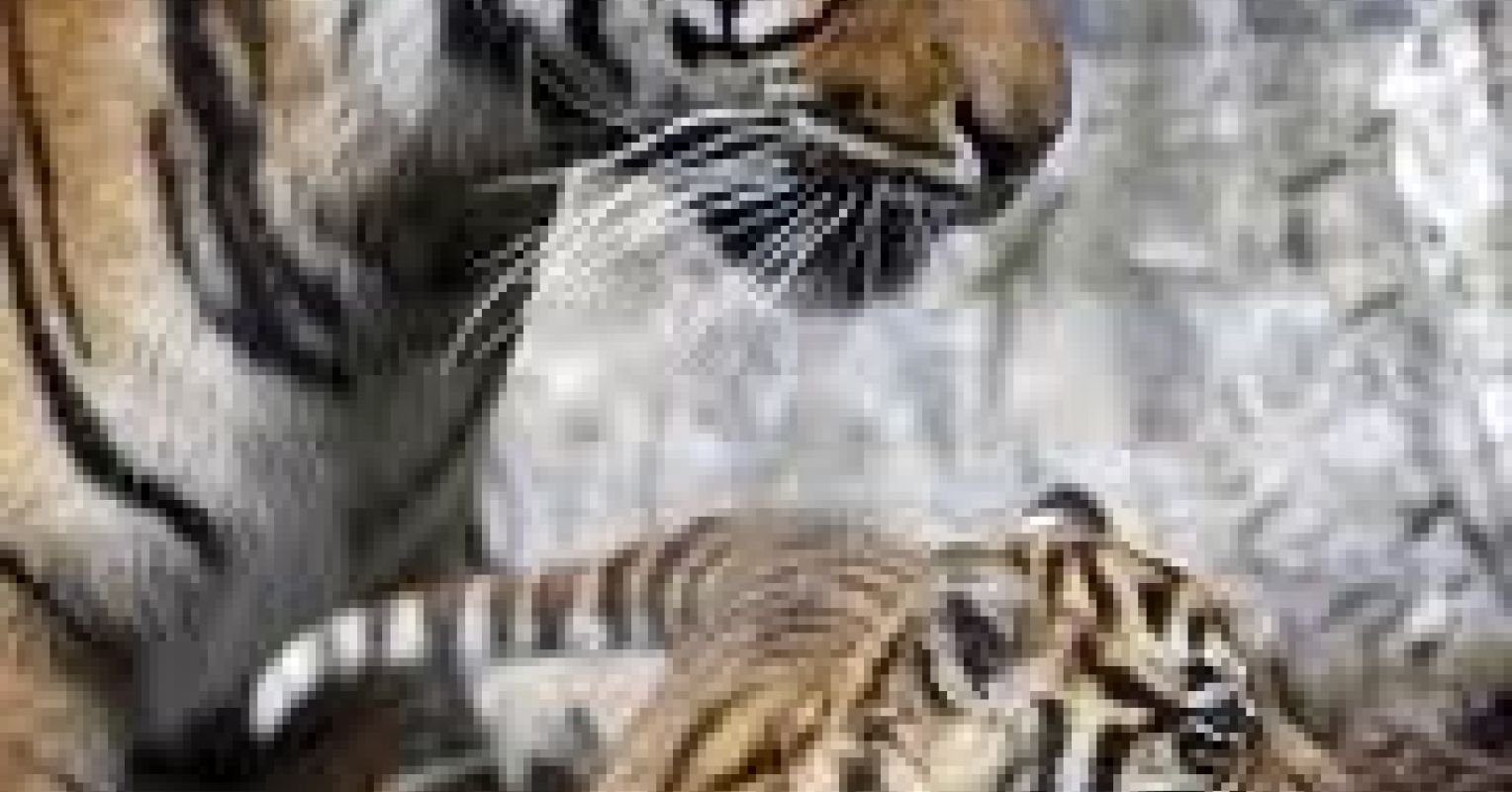 The Tiger Daddy | Psychology Today