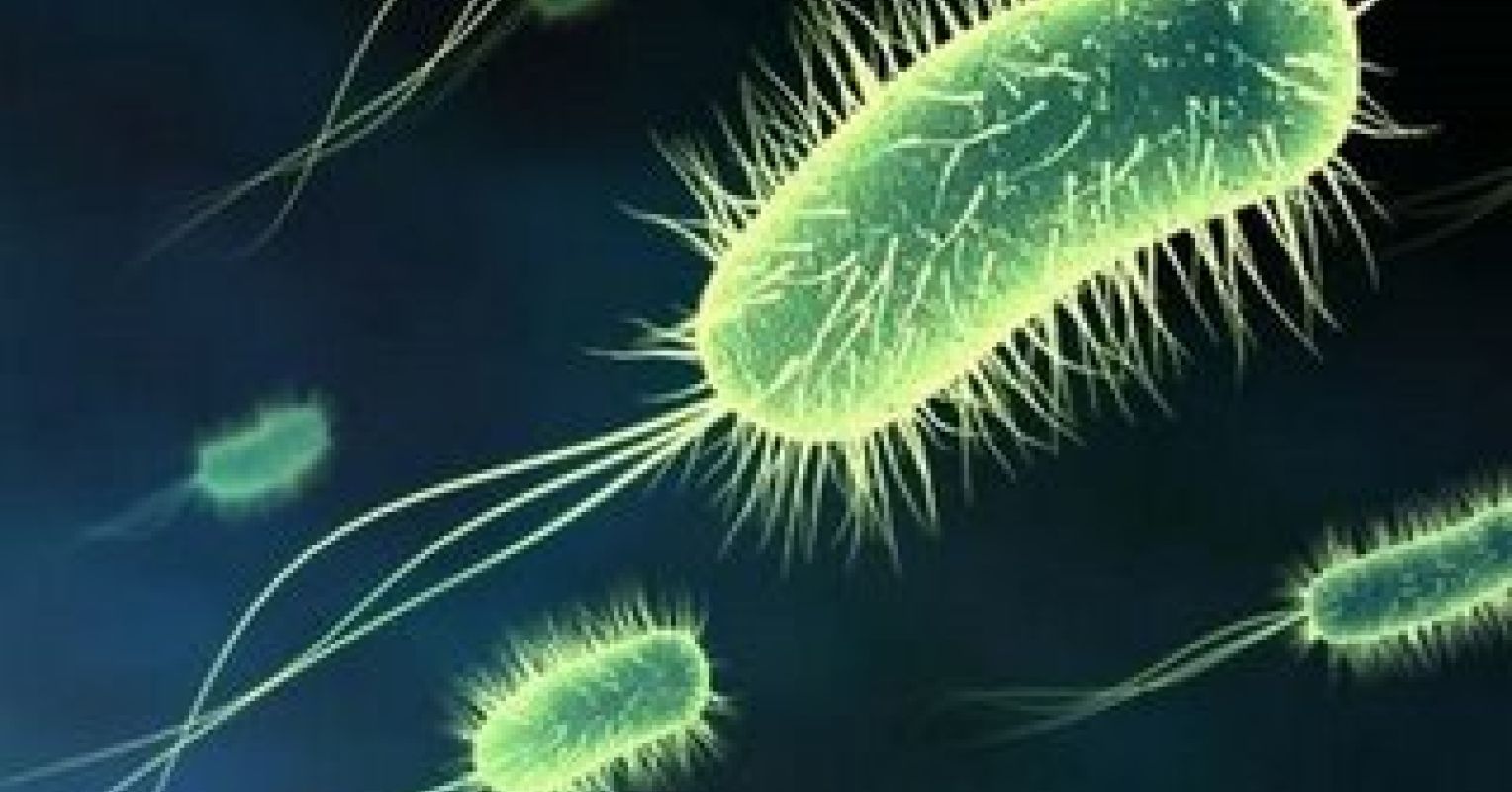 Bugs In the Brain | Psychology Today