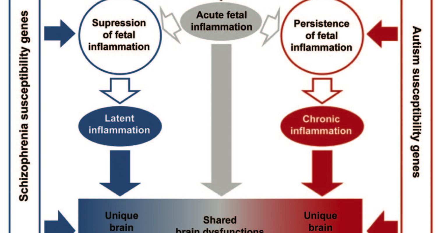 Immunity Mirrors the Diametric Mind | Psychology Today